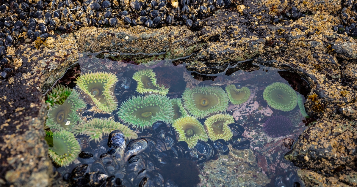 Tidepools | Trinidad’s Tidepools | Humboldt County