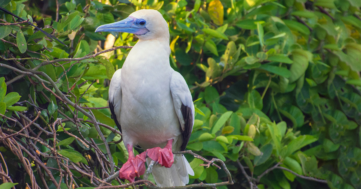 Red-Footed Booby Spotted Near Trinidad Head